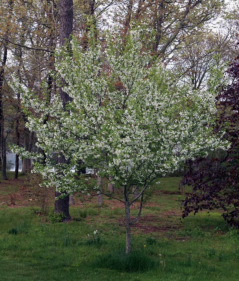 Malus x ‘Snowdrift’ aka Snowdrift Crabapple | GardenLady.com