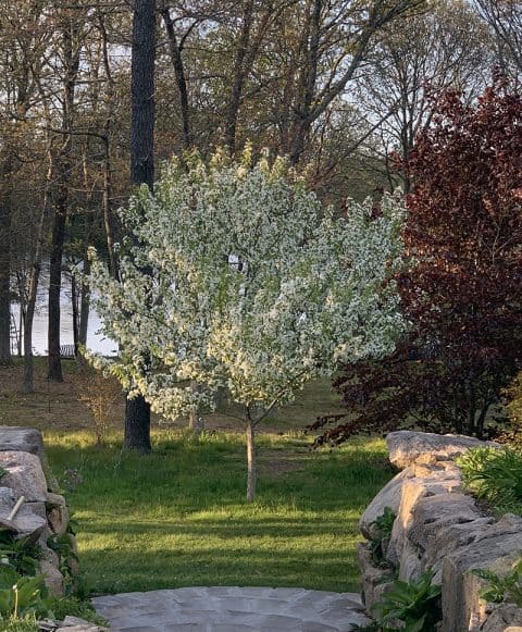 Malus x ‘Snowdrift’ aka Snowdrift Crabapple | GardenLady.com