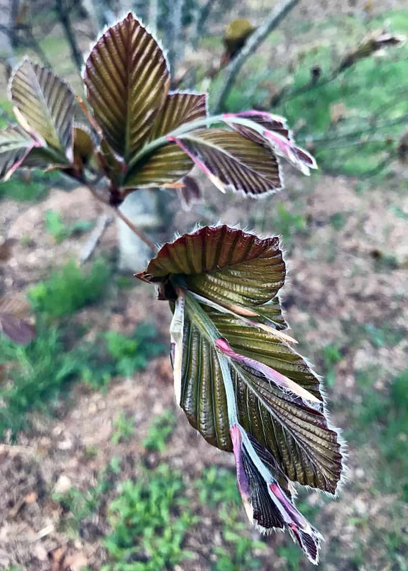 Fagus sylvatica ‘Riversii’ aka purple leaf beech, River’s purple ...