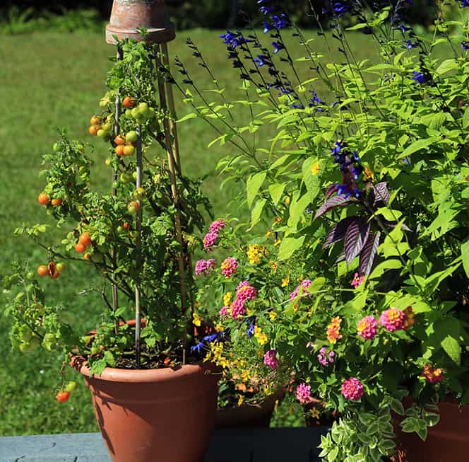 How To Grow Vegetables In Containers | GardenLady.com