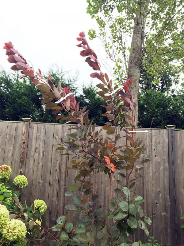 I Love Smokebush, Cotinus x ‘Grace’ | GardenLady.com