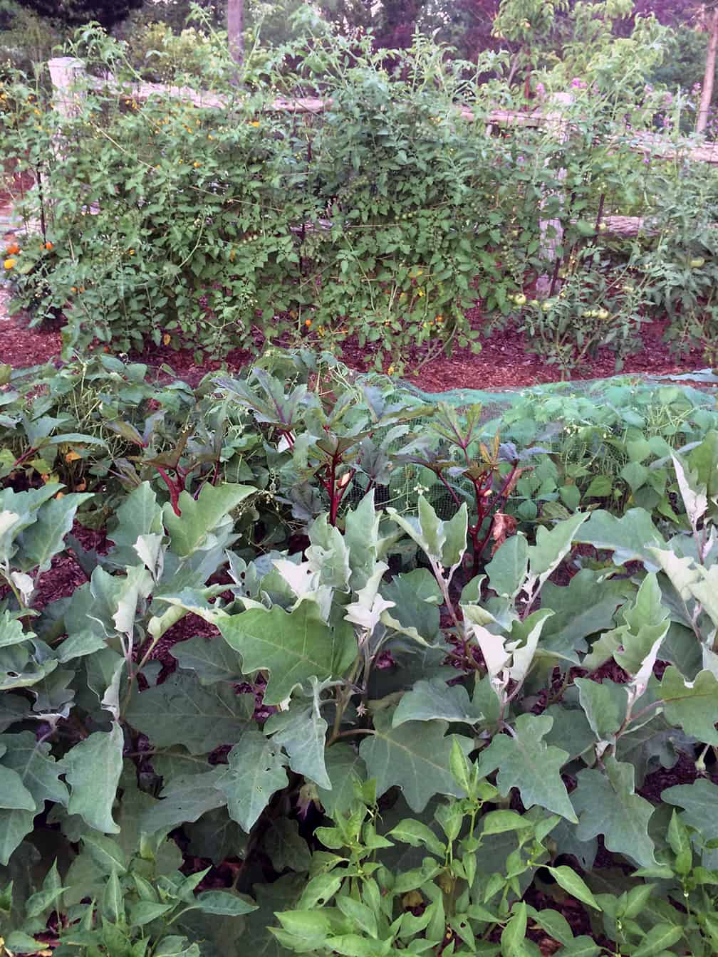 My Veggie Garden Problem Solvers | GardenLady.com