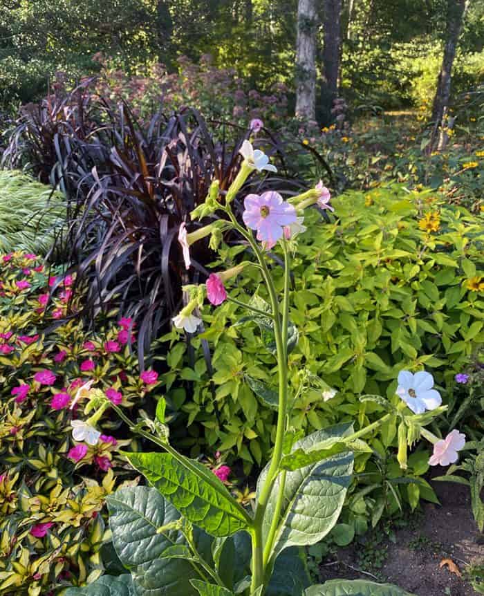 I Love Pennisetum purpureum ‘Tift 8’ aka Vertigo Fountain Grass ...