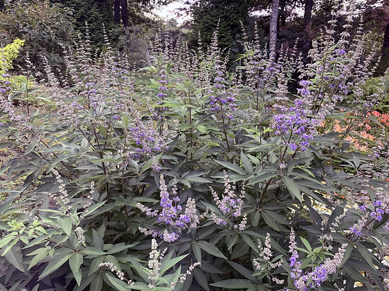 I Love Vitex agnus-castus aka Chastetree | GardenLady.com