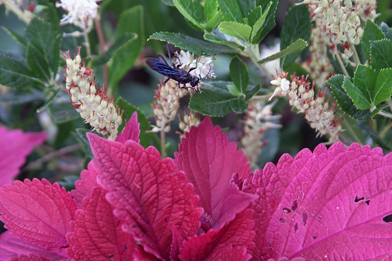 I Love Clethra alnifolia aka Summersweet or Sweet Pepperbush ...