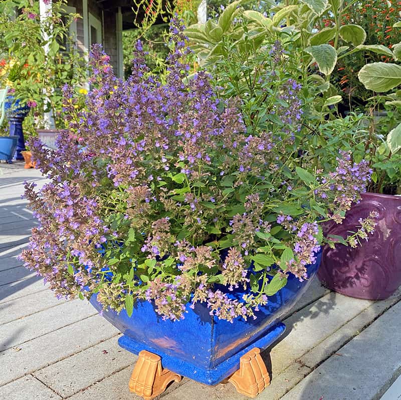 I Love Nepeta x faassenii ‘Balpurrlu’ aka Whispurr Blue catmint ...