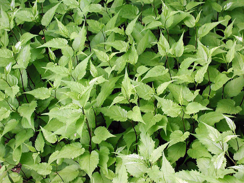 I Love Eurybia divaricata aka White Wood Aster | GardenLady.com