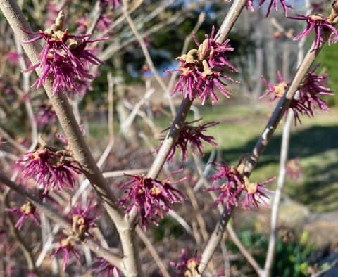 I Love Hamamelis vernalis ‘Amethyst’ aka Amethyst vernal witch hazel ...