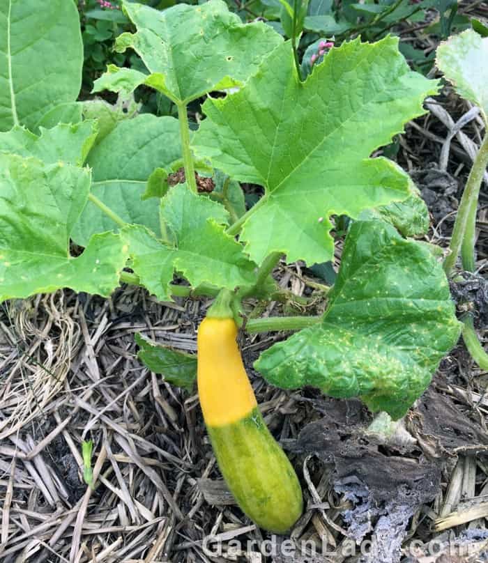 I Love Zephyr Summer Squash | GardenLady.com